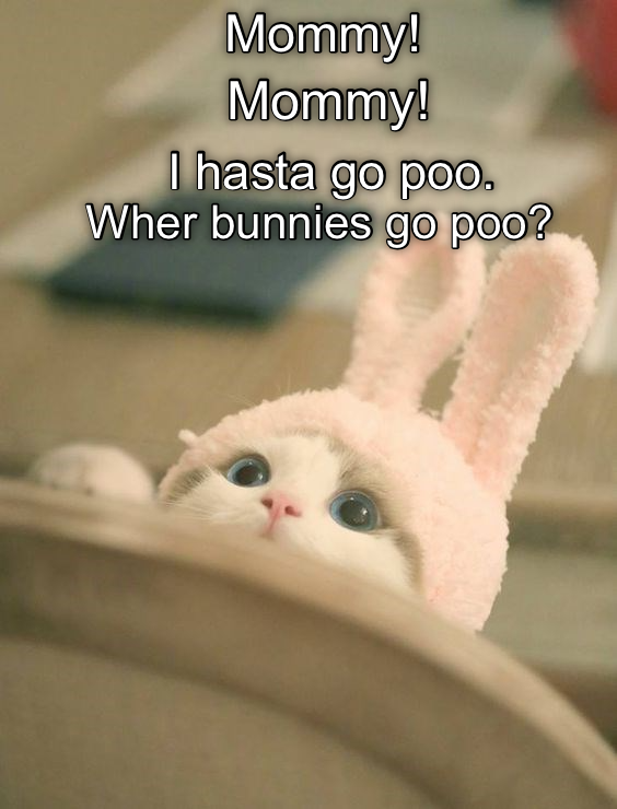Playing "bunny" is serious business! - Lolcats - lol | cat memes ...