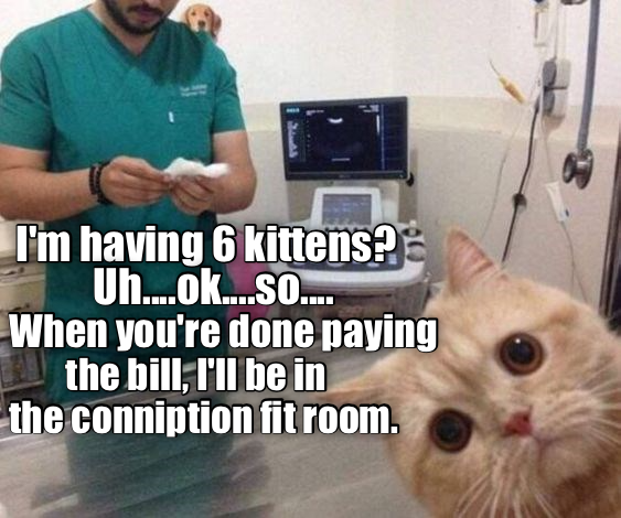 And I thought it was just gas. - Lolcats - lol | cat memes | funny cats ...