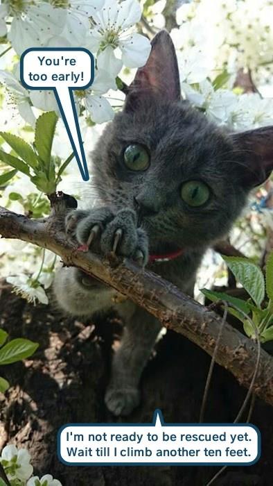 You're too early! - Lolcats - lol | cat memes | funny cats | funny cat ...