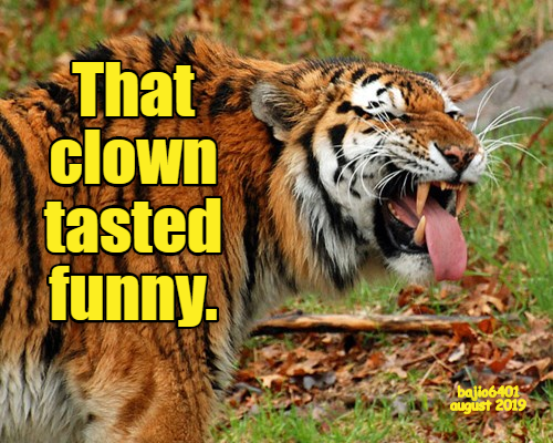 NO DUH - Animal Comedy - Animal Comedy, funny animals, animal gifs