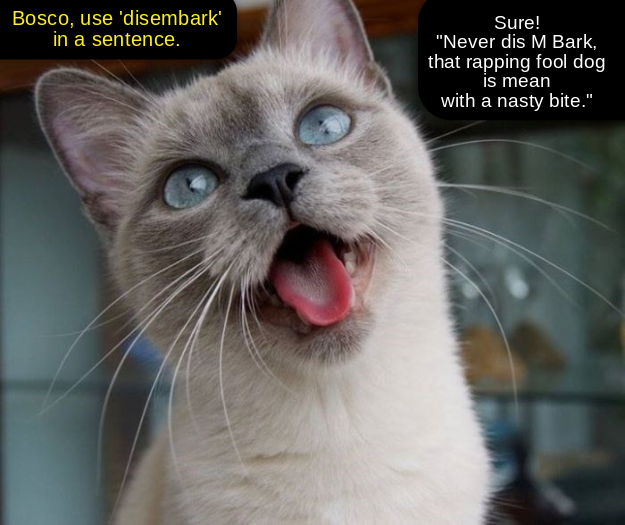 Bosco gets creative - Lolcats - lol | cat memes | funny cats | funny ...