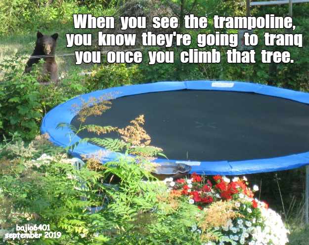 IT'S A TRAP - Animal Comedy - Animal Comedy, funny animals, animal gifs