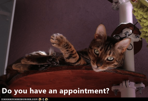 Do you have an appointment? - Lolcats - lol | cat memes | funny cats ...