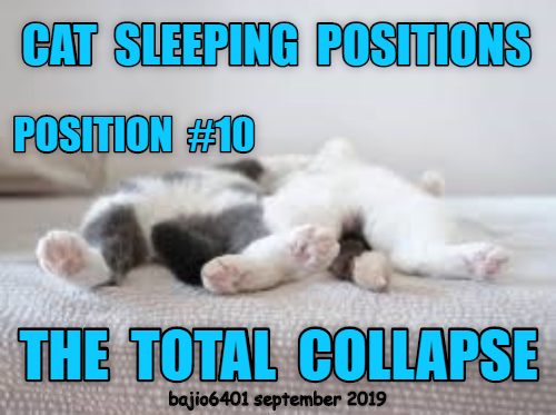 THE GUIDE TO CAT SLEEPING POSITIONS - Lolcats - lol | cat memes | funny ...