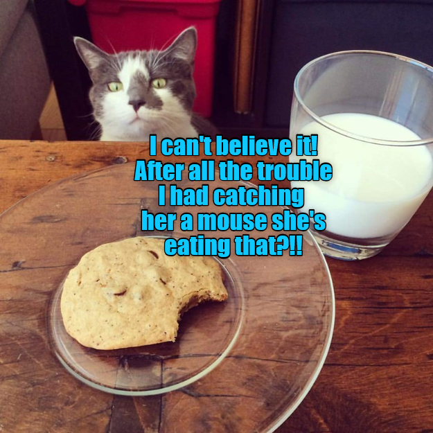 You need a healthier diet human! - Lolcats - lol | cat memes | funny ...