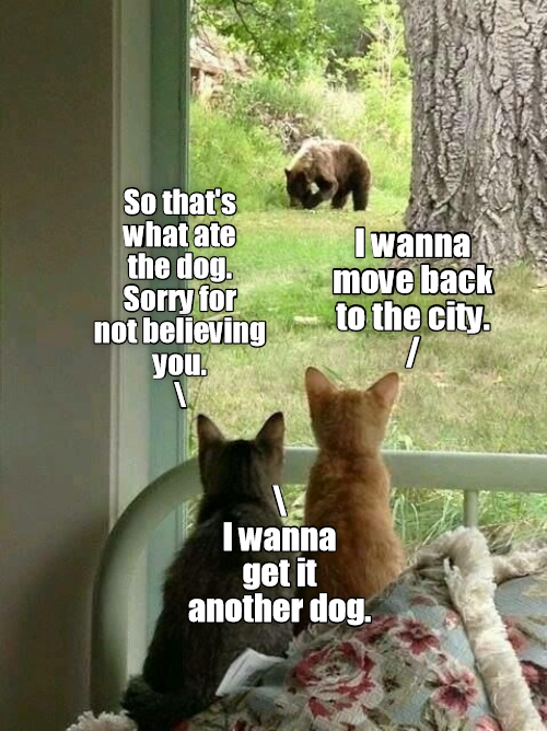 City Cats Meet Country Life - Lolcats - lol | cat memes | funny cats ...