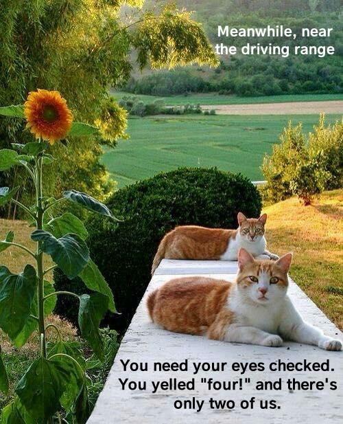Meanwhile, near the driving range - Lolcats - lol | cat memes | funny ...