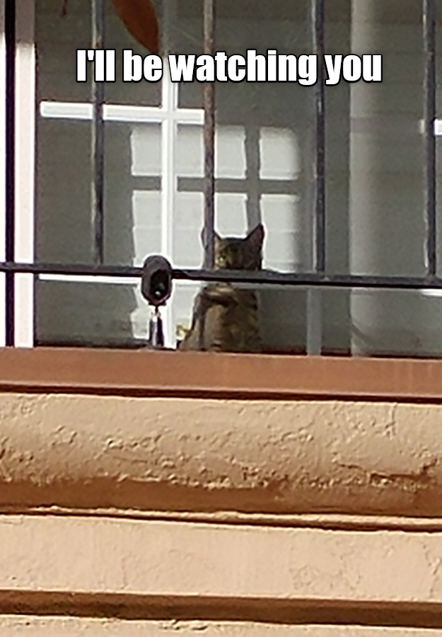 Security Cat on Duty - Lolcats - lol | cat memes | funny cats | funny ...