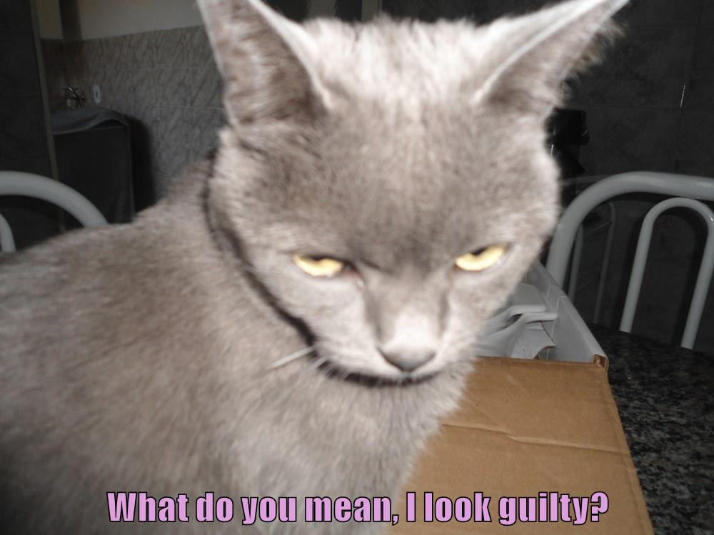 What do you mean? - Lolcats - lol | cat memes | funny cats | funny cat ...