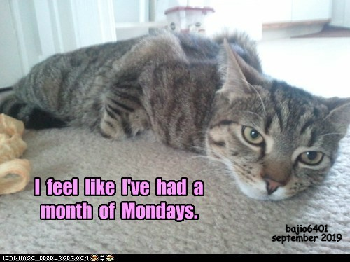 I'M GOING TO HIDE - Lolcats - lol | cat memes | funny cats | funny cat ...