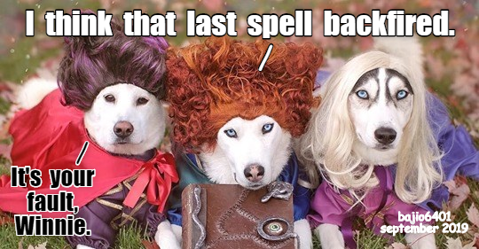 SARAH KNEW TO STAY OUT OF THE ARGUMENT - I Has A Hotdog - Dog Pictures ...