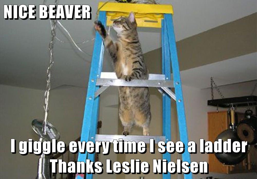 NICE BEAVER - Lolcats - lol | cat memes | funny cats | funny cat ...