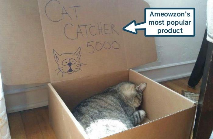 elebenty-billyun sold - Lolcats - lol | cat memes | funny cats | funny ...