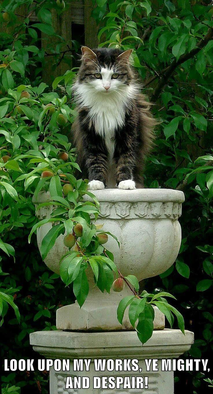 DESPAIR! - Lolcats - lol | cat memes | funny cats | funny cat pictures ...