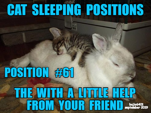 THE GUIDE TO CAT SLEEPING POSITIONS - Lolcats - lol | cat memes | funny ...