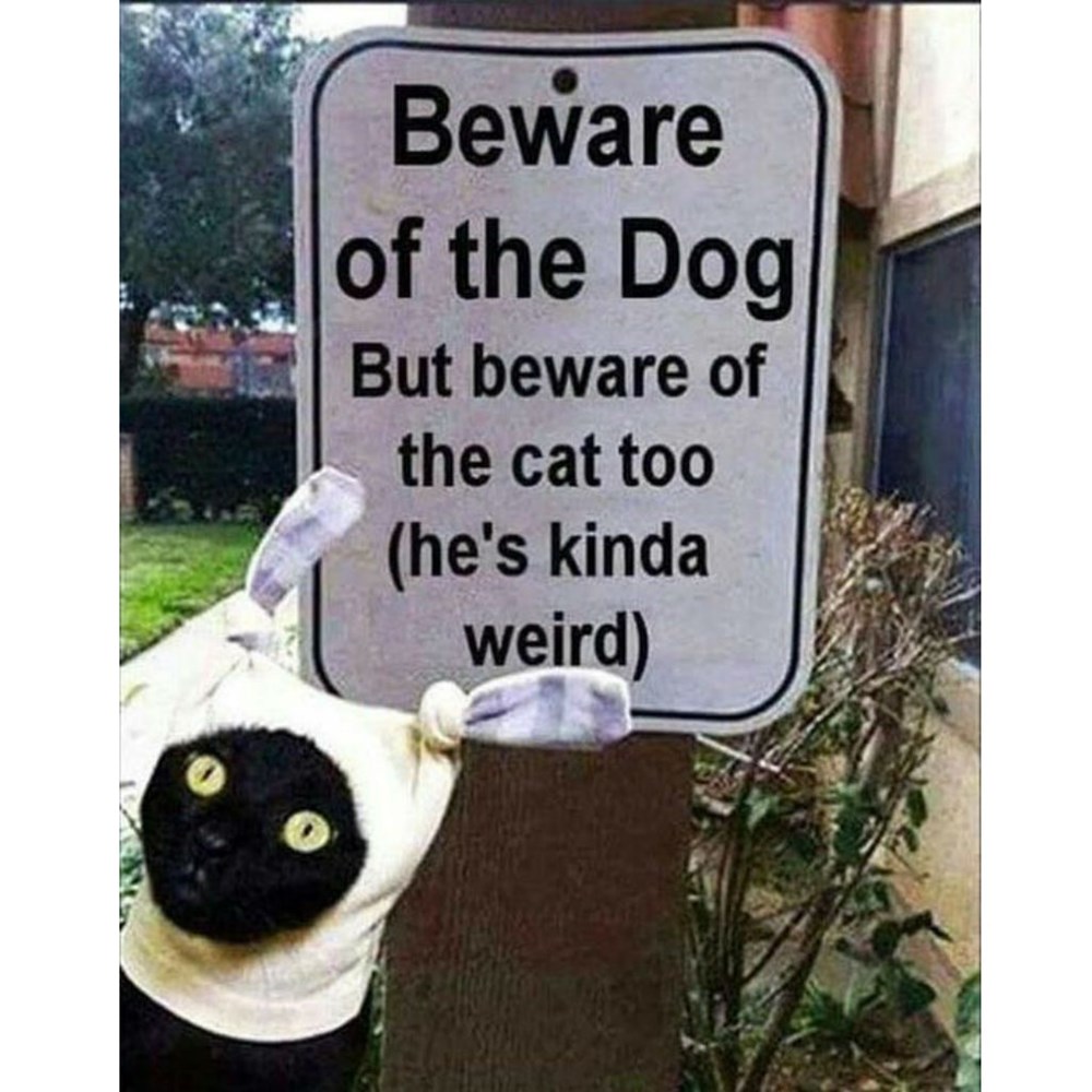 Beware Of The Dog - Cat Meme Of The Decade - lol | cat memes | funny ...