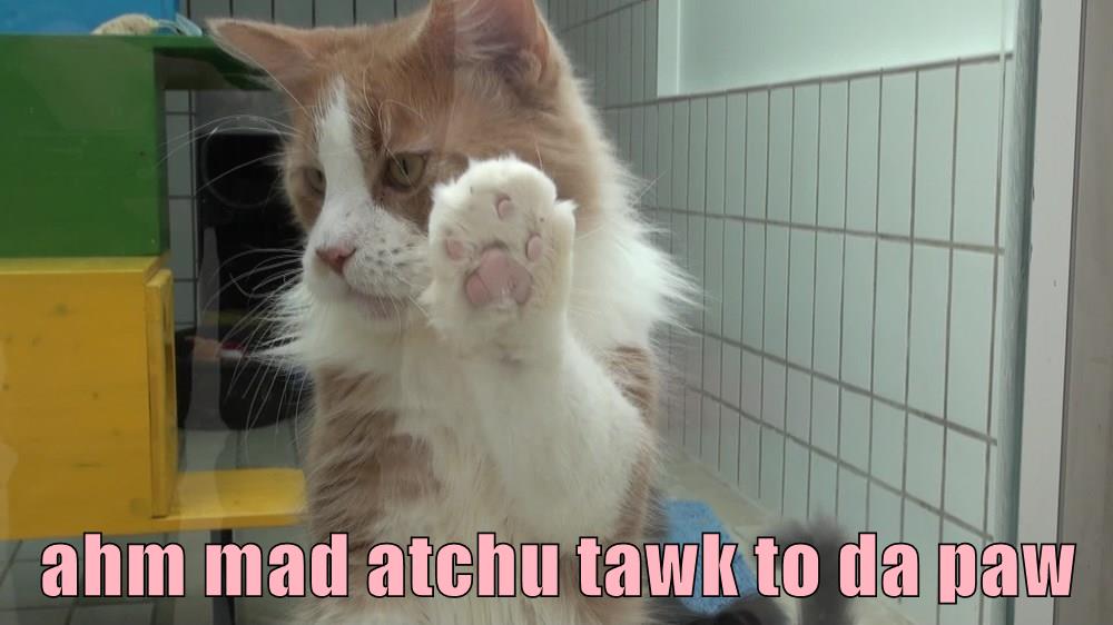 Tawk to da paw - Lolcats - lol | cat memes | funny cats | funny cat ...