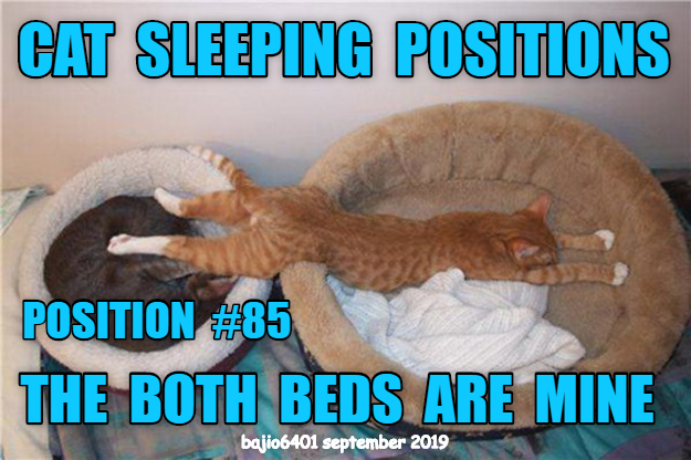 THE GUIDE TO CAT SLEEPING POSITIONS - Lolcats - lol | cat memes | funny ...