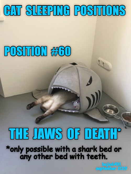 THE GUIDE TO CAT SLEEPING POSITIONS - Lolcats - lol | cat memes | funny ...