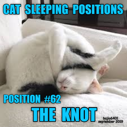 THE GUIDE TO CAT SLEEPING POSITIONS - Lolcats - lol | cat memes | funny ...