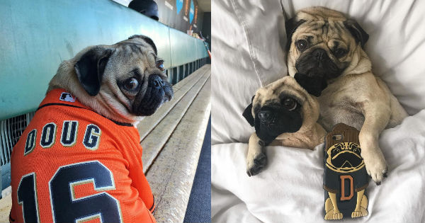 I Can Has Cheezburger? - pug - Page 4 - Funny Animals Online - Cheezburger