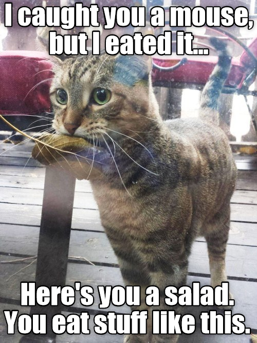 Good enough for the likes of you... - Lolcats - lol | cat memes | funny ...