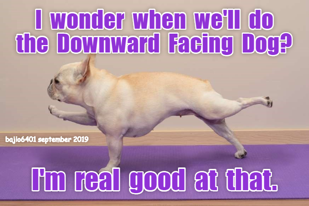 A PRO AT IT ACTUALLY - I Has A Hotdog - Dog Pictures - Funny pictures ...