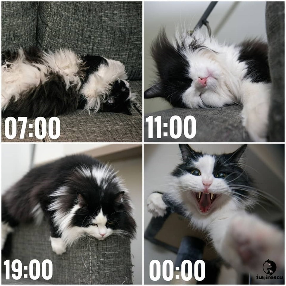 Any Cat's Time Schedule - I Can Has Cheezburger?