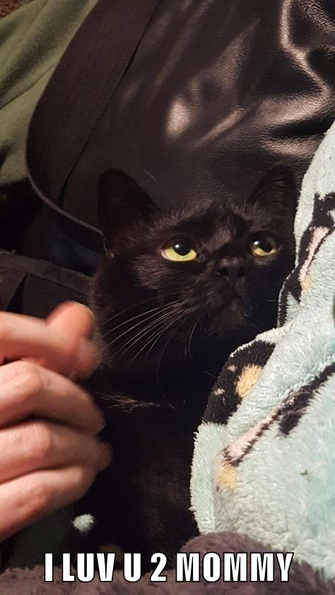 I LUV U 2 MOMMY - Cats N' Kittens - Cat Pictures - Cute Kittens