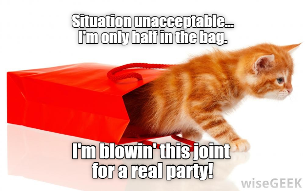 Party Kitty knows how to party. - Lolcats - lol | cat memes | funny ...