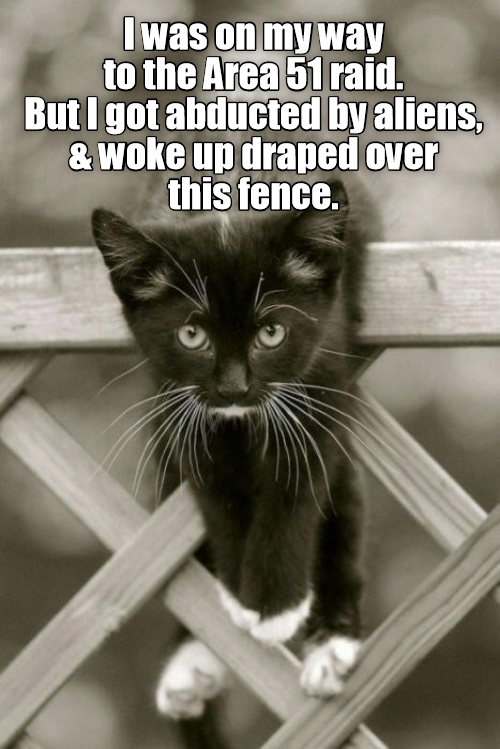 It's been a frustrating weekend... - Lolcats - lol | cat memes | funny ...