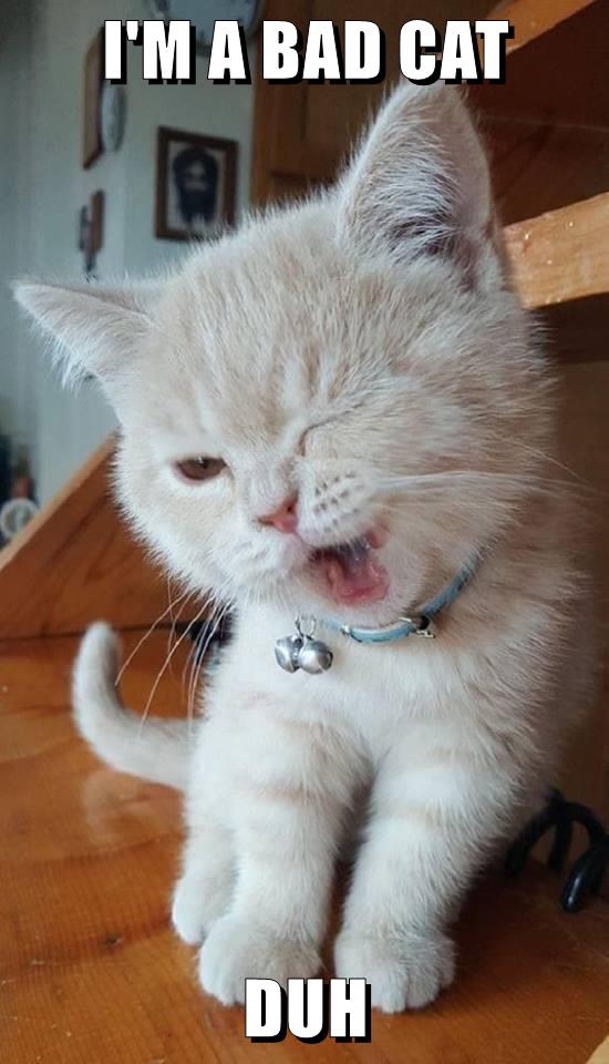 I'M A BAD CAT DUH - Lolcats - lol | cat memes | funny cats | funny cat ...