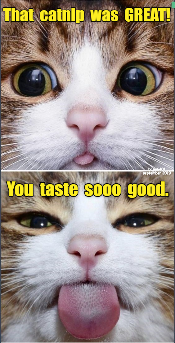 CATNIP: MAKING ANYTHING TASTE GOOD TO YOUR CAT - Lolcats - lol | cat ...