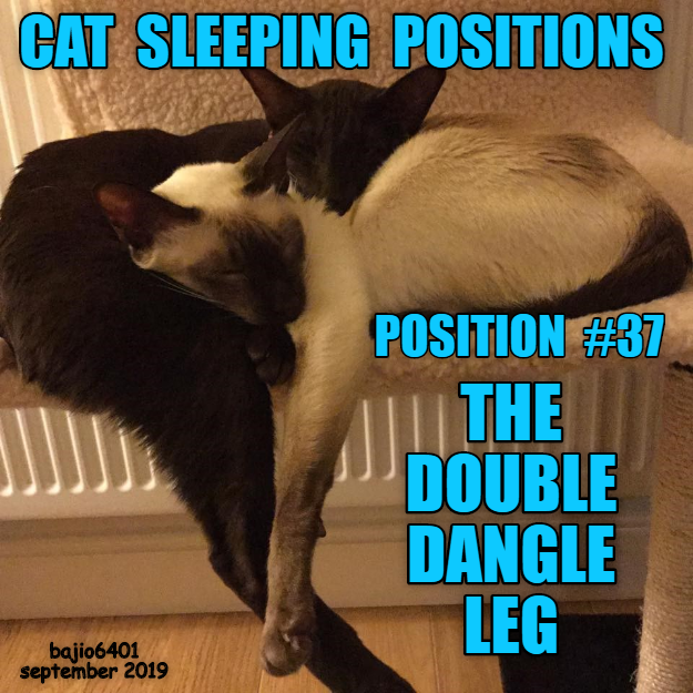 THE GUIDE TO CAT SLEEPING POSITIONS - Lolcats - lol | cat memes | funny ...