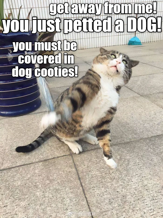 Don't touch me! - Lolcats - lol | cat memes | funny cats | funny cat ...