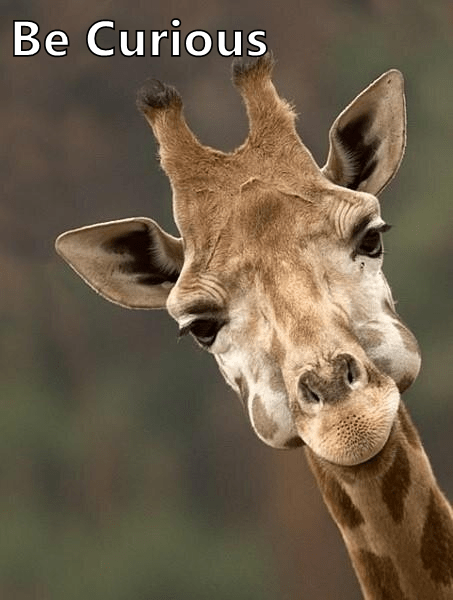 Be Curious - Animal Comedy - Animal Comedy, funny animals, animal gifs