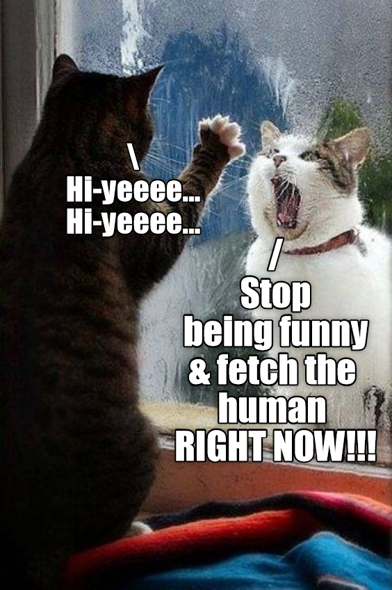 Hi-yeeee out there... - Lolcats - lol | cat memes | funny cats | funny ...