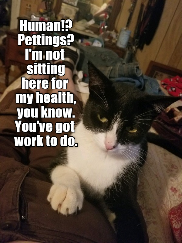 Work to be done. - Lolcats - lol | cat memes | funny cats | funny cat ...