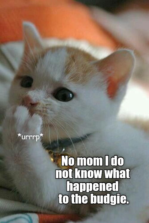Why do you ask? - Lolcats - lol | cat memes | funny cats | funny cat ...