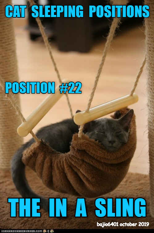 THE GUIDE TO CAT SLEEPING POSITIONS - Lolcats - lol | cat memes | funny ...