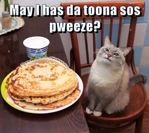 May I has da toona sos pweeze? - Lolcats - lol | cat memes | funny cats ...