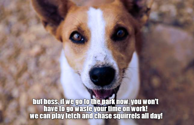 But, boss! - I Has A Hotdog - Dog Pictures - Funny pictures of dogs ...