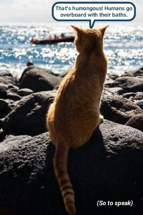 So to speak - Lolcats - lol | cat memes | funny cats | funny cat ...