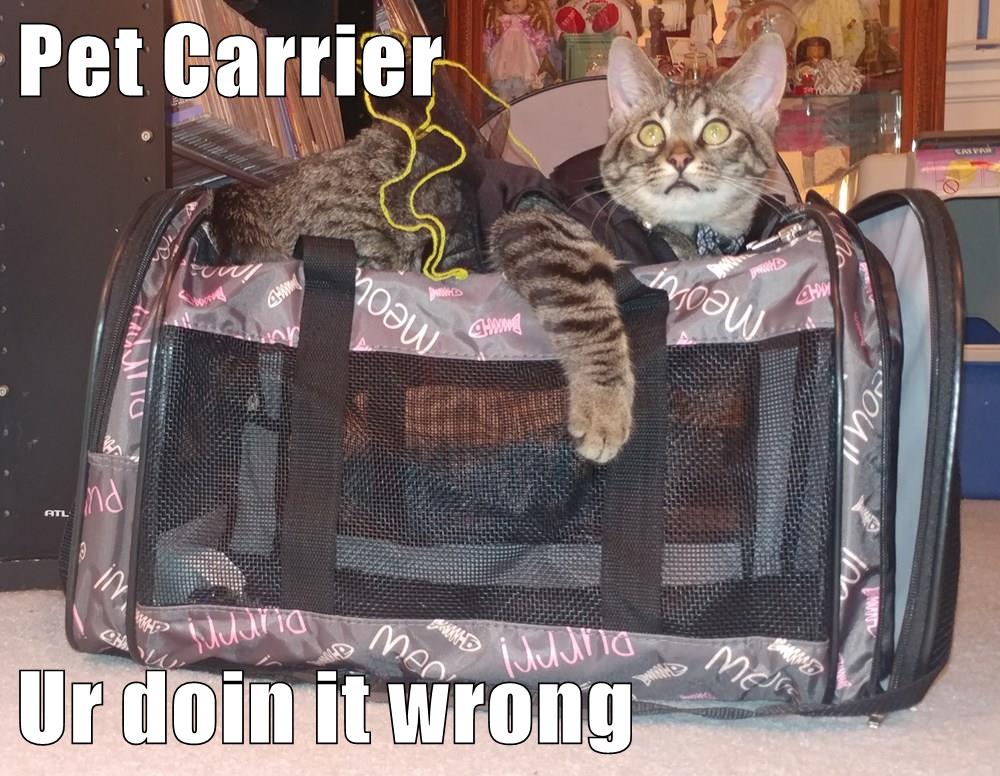 Pet Carrier Ur doin it wrong - Lolcats - lol | cat memes | funny cats ...