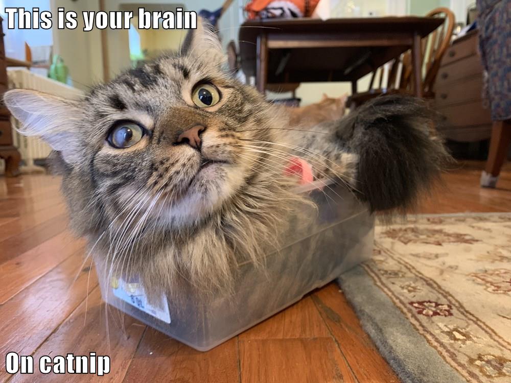 This is your brain On catnip - Lolcats - lol | cat memes | funny cats ...