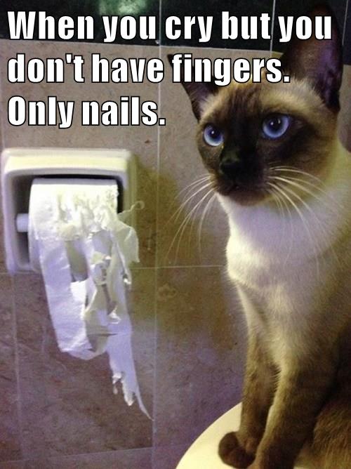 Nails it - Lolcats - lol | cat memes | funny cats | funny cat pictures ...