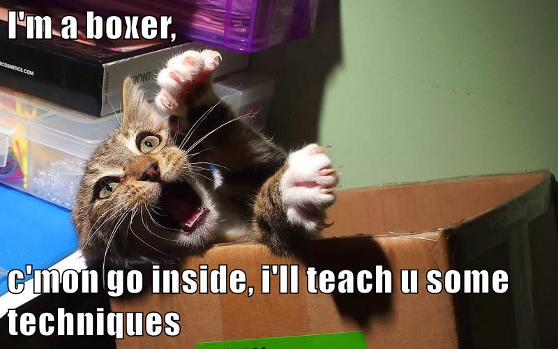 A boxer - Lolcats - lol | cat memes | funny cats | funny cat pictures ...