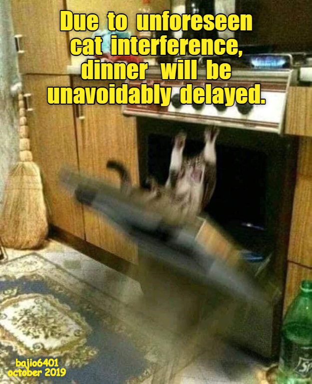 GET IN THE CAR, WE'RE EATING OUT - Lolcats - lol | cat memes | funny ...