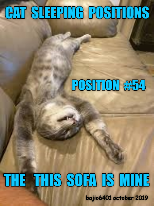 THE GUIDE TO CAT SLEEPING POSITIONS - Lolcats - lol | cat memes | funny ...