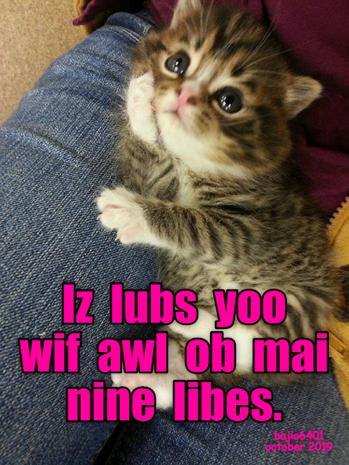 THE LOOK OF LOVE - Lolcats - lol | cat memes | funny cats | funny cat ...